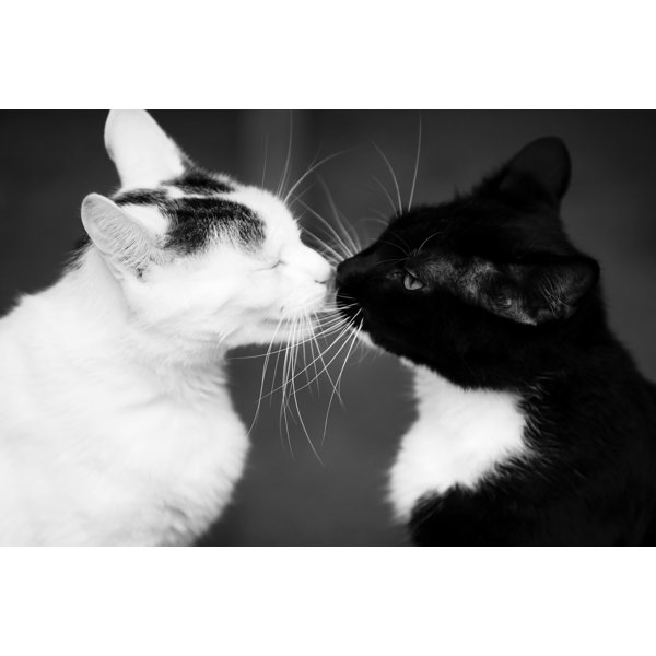 Ebern Designs Some Tongue Action By Wrapped Canvas Photograph Wayfair